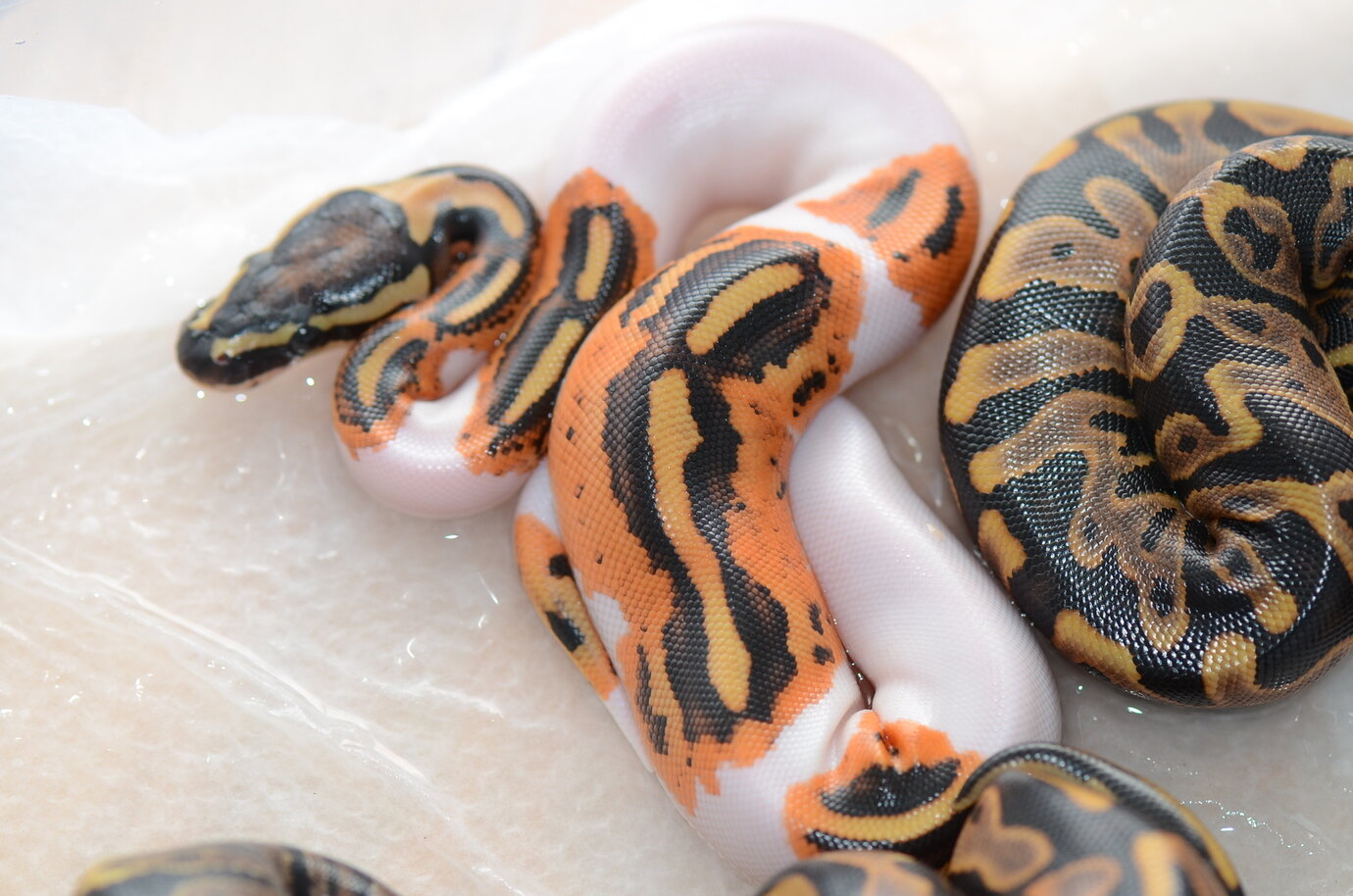 Leopard Pumpkin Pied & Pastel Pumpkin Pieds - Ball Pythons ...