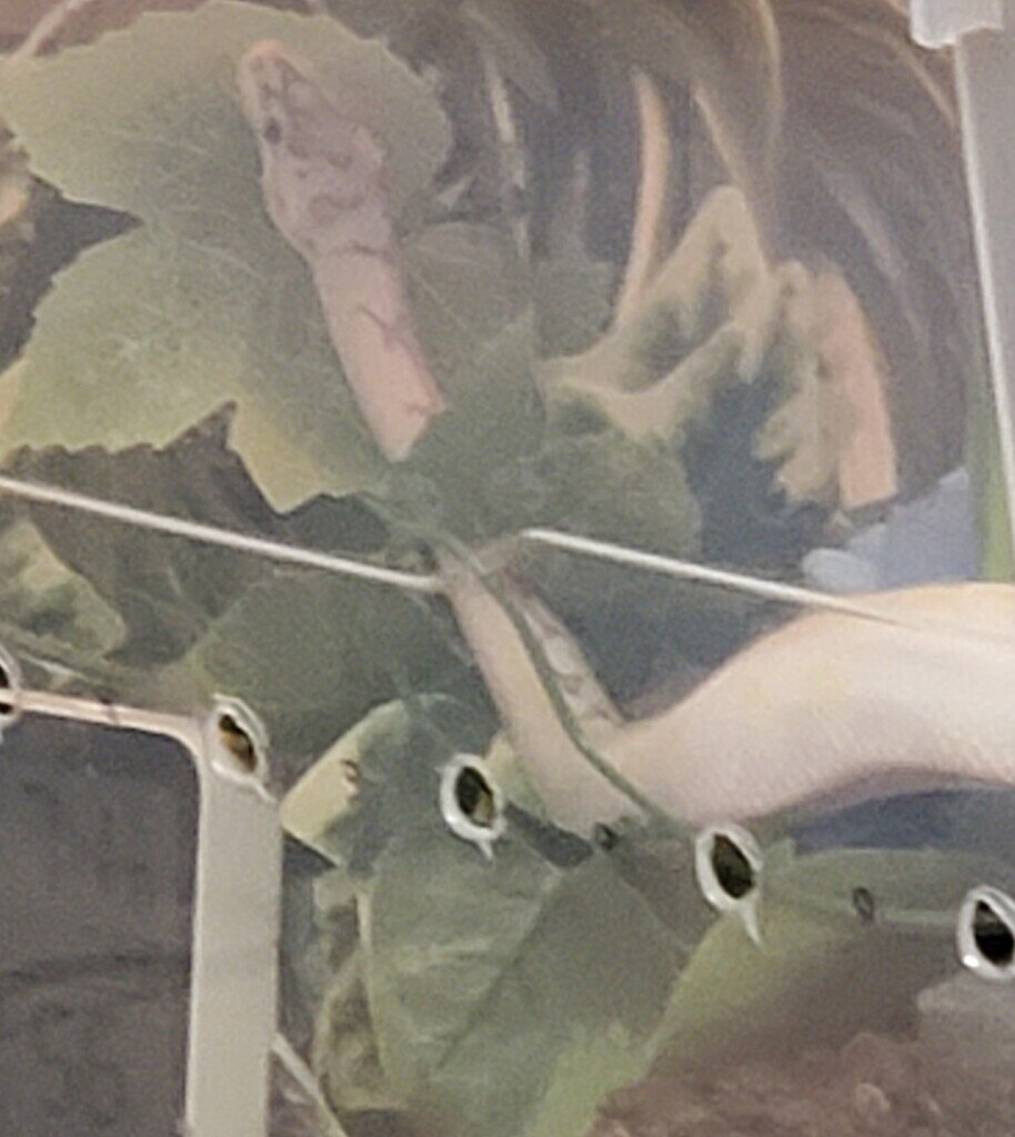 Hello All! New Ball Python Owner - Ball Pythons - MorphMarket Reptile ...