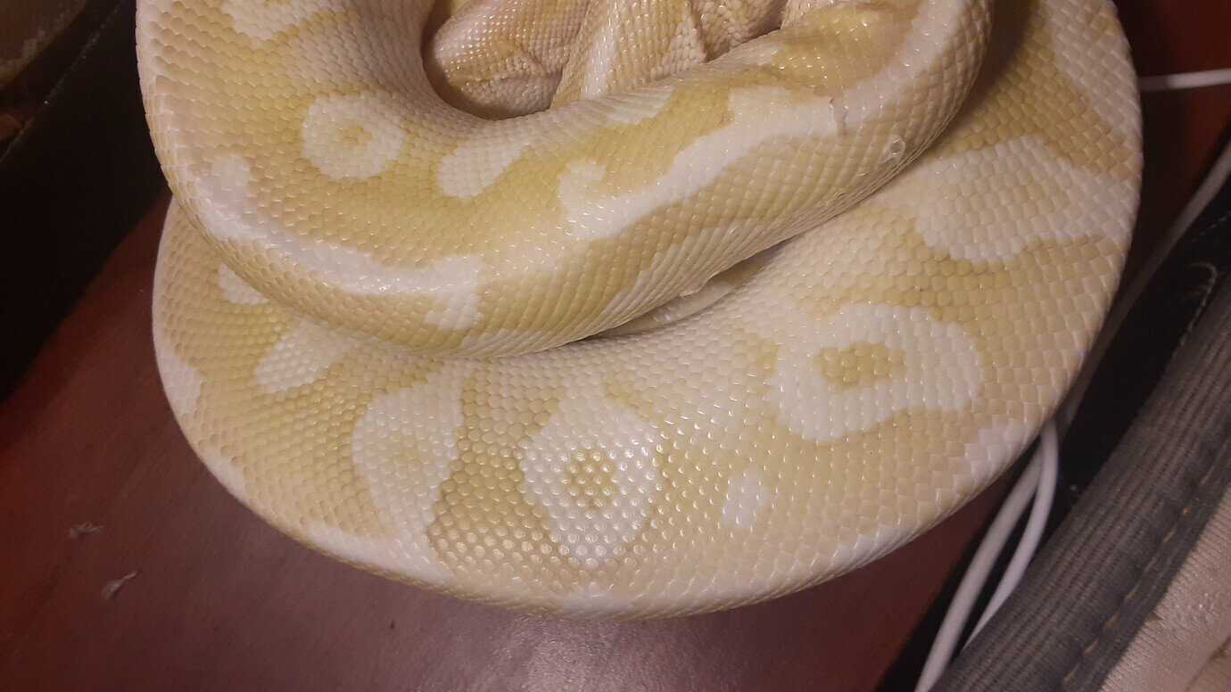 Help with Rescue morph identification - Ball Pythons - MorphMarket ...