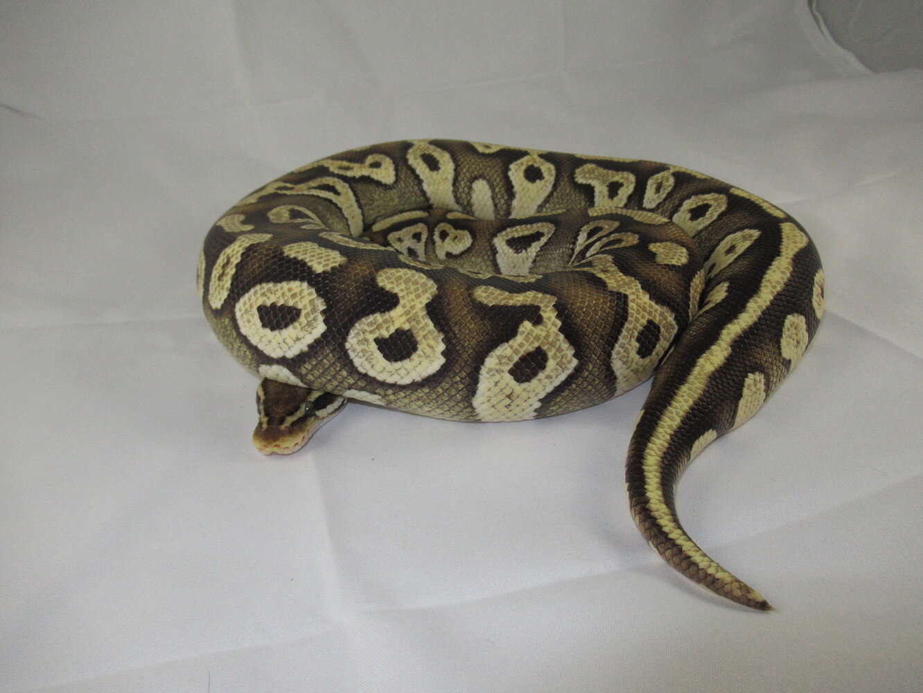 Constricting but not eating? - Ball Pythons - MorphMarket Reptile Community