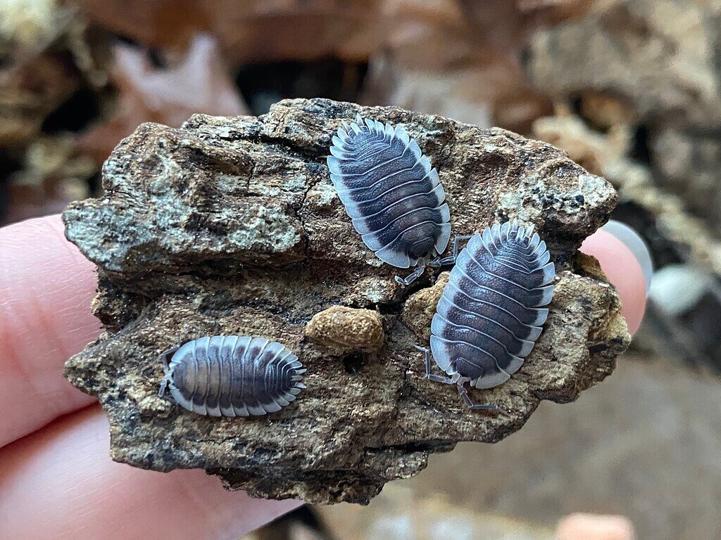 Isopod substrates - Isopods - MorphMarket Reptile Community
