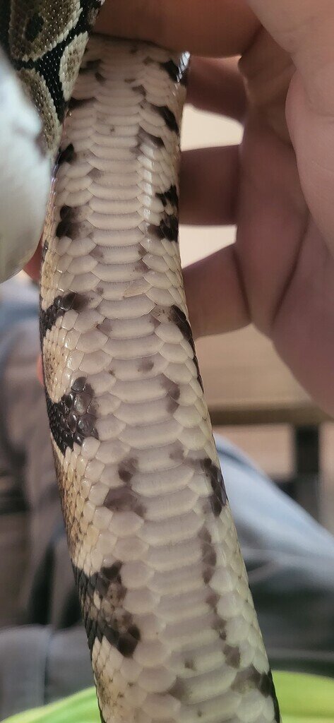 Does this look like scale rot? - Ball Pythons - MorphMarket Reptile ...