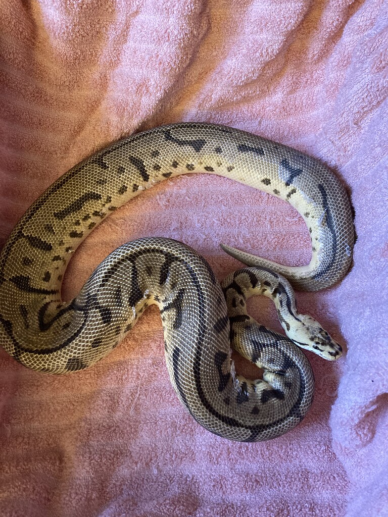 Show me your biggest males! - Ball Pythons - MorphMarket Reptile Community