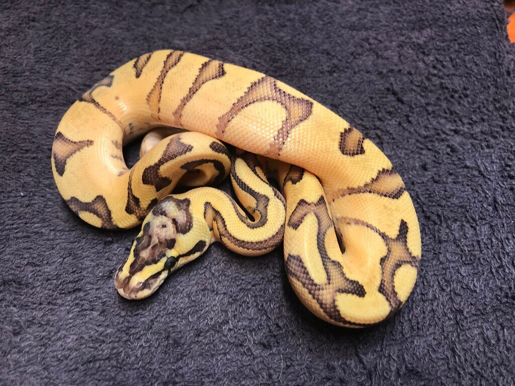 Holdback Red Stripe Enchi Fire Super Pastel - Ball Pythons ...