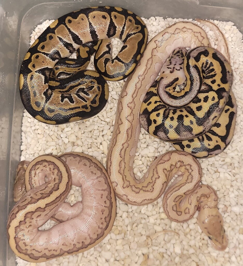 Identification Help With Clutch - Ball Pythons - MorphMarket Reptile ...