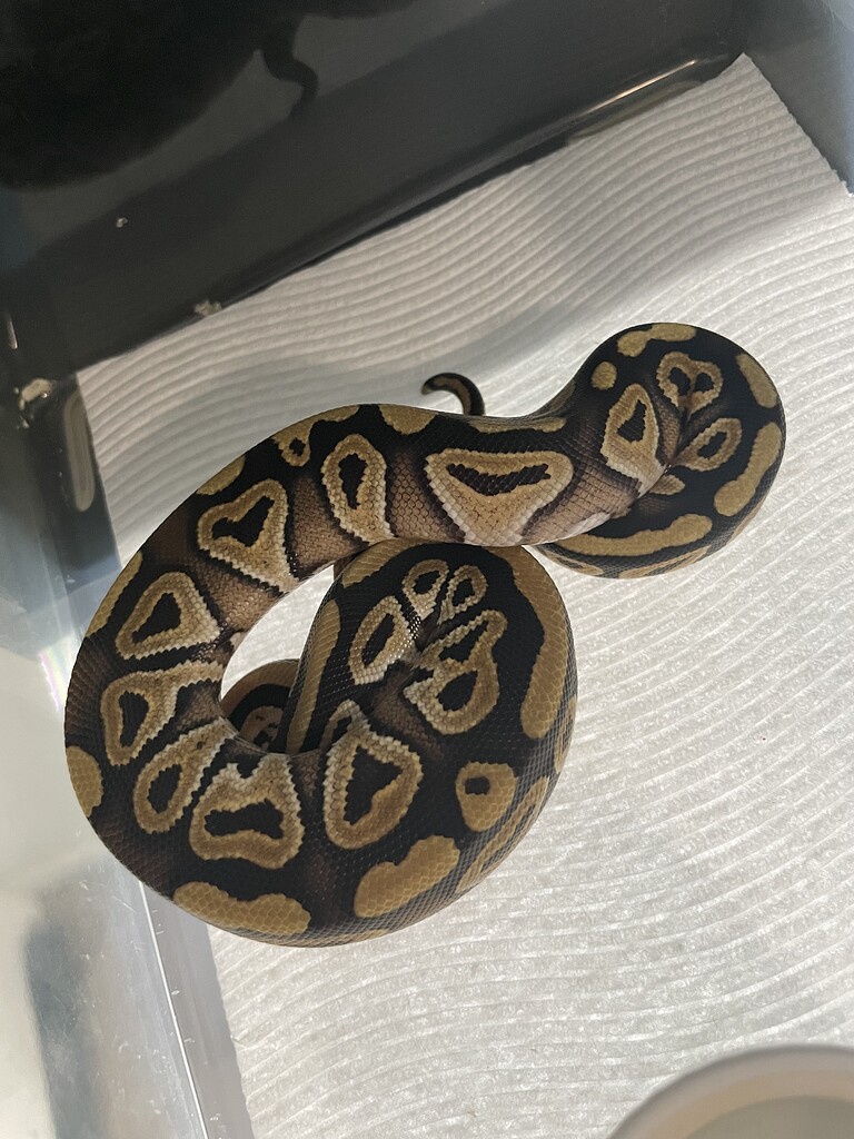Looking for help identifying - Ball Pythons - MorphMarket Reptile Community