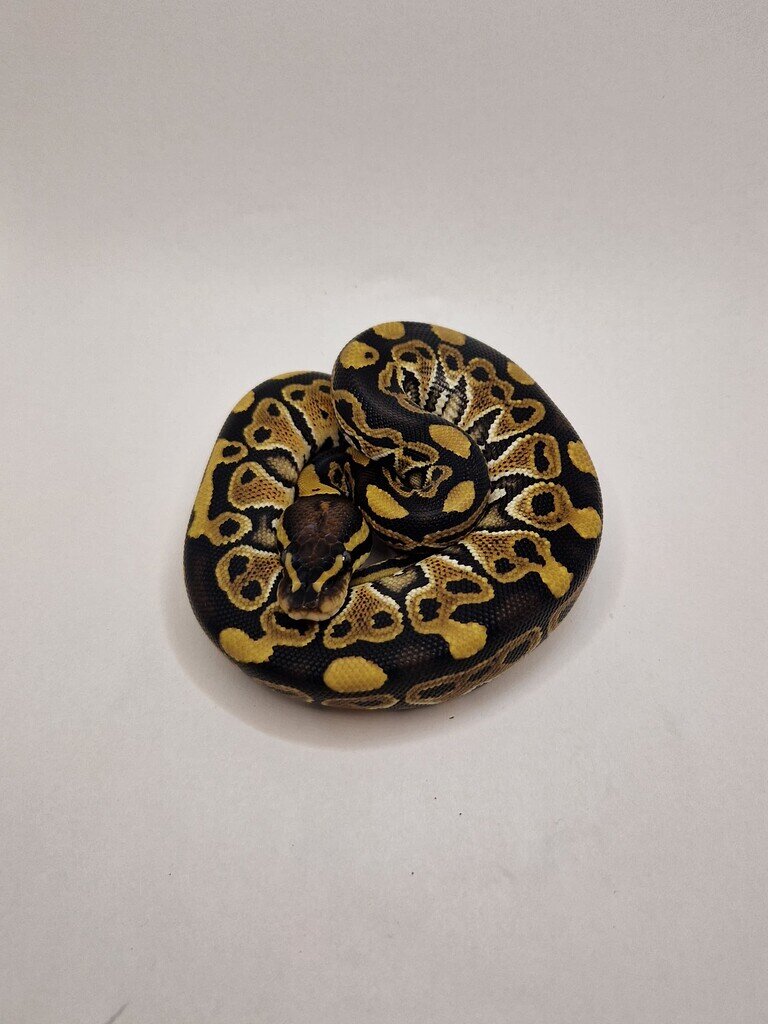 Special or normal - Ball Pythons - MorphMarket Reptile Community