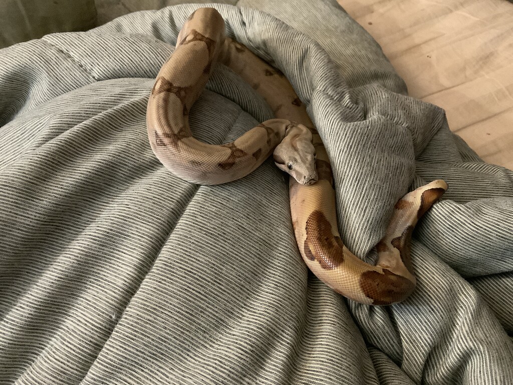 What morph is she? - Boa Constrictors - MorphMarket Reptile Community