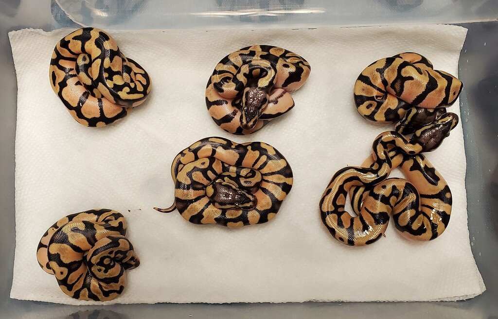 Palaski Pythons 2021 Season Thread - Ball Pythons - MorphMarket Reptile ...
