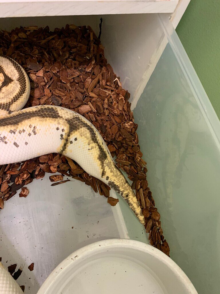 Ovulation or building - Ball Pythons - MorphMarket Reptile Community