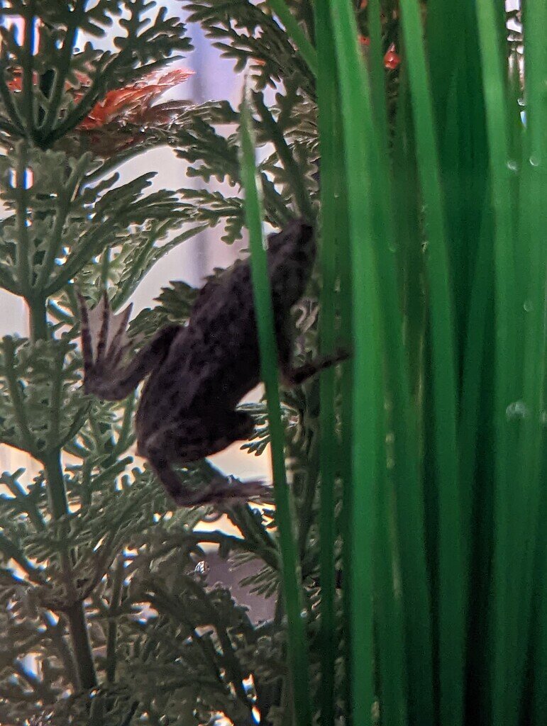 New tank babies! - Other Amphibians - MorphMarket Reptile Community