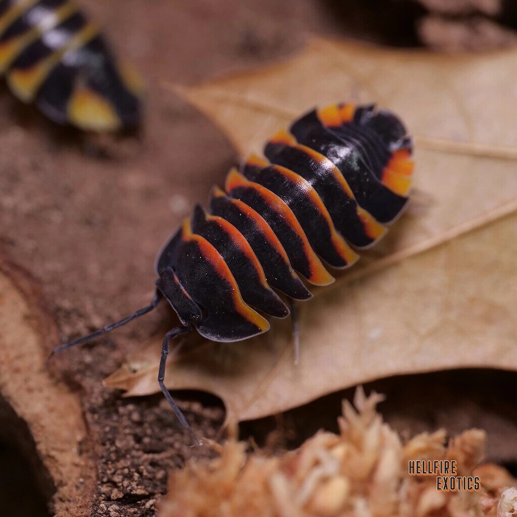 Merulanella sp. "Ember Bee" 🐝 - Isopods - MorphMarket Reptile Community
