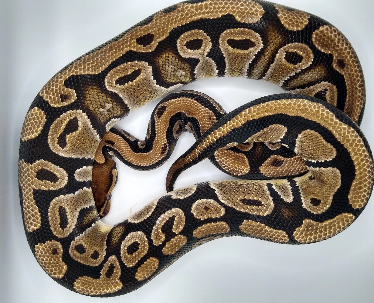 #Hail Hydra, the hydra gene - Ball Pythons - MorphMarket Reptile Community