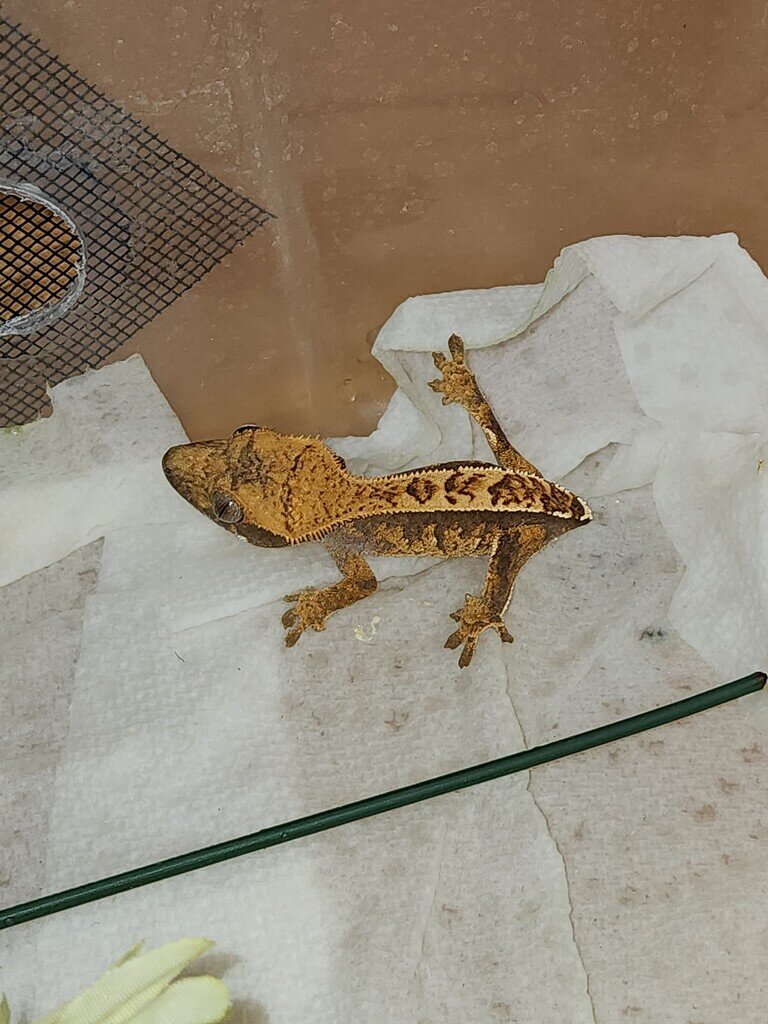 Crested gecko identification help - Crested Geckos - MorphMarket ...