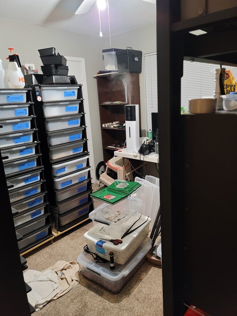 NEW REPTARIUM ROOM! A Journey together to build a fully automated room ...