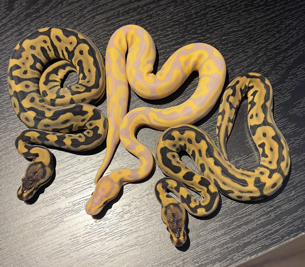 Funky head stamps! - Ball Pythons - MorphMarket Reptile Community