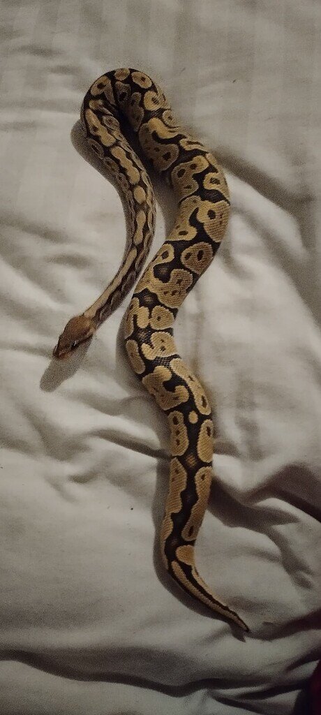 Need second opinion on genetic visual - Ball Pythons - MorphMarket ...