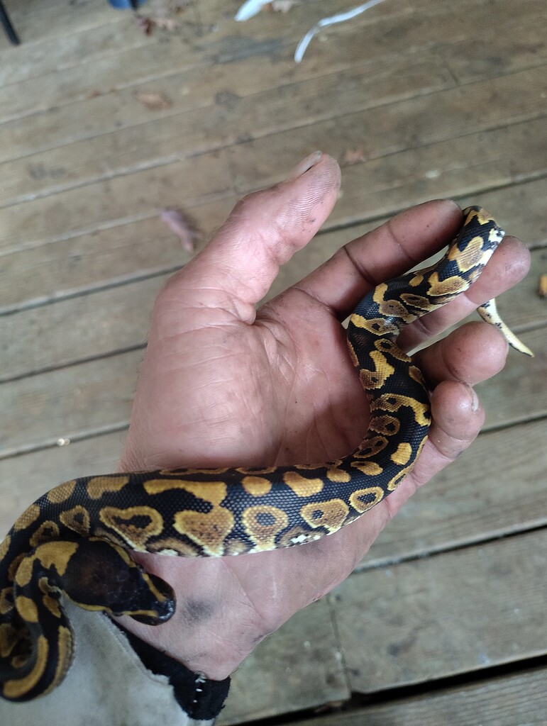 What genes are in this ball? - Ball Pythons - MorphMarket Reptile Community