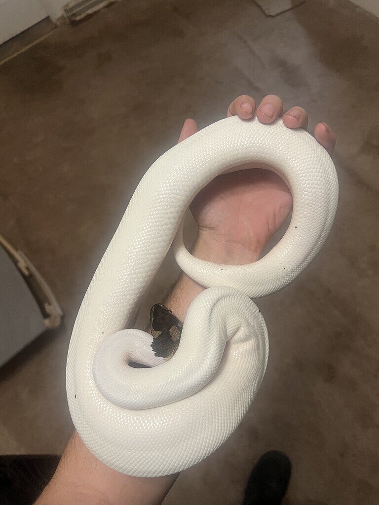 What would a good price for my snakes be? - Ball Pythons - MorphMarket ...