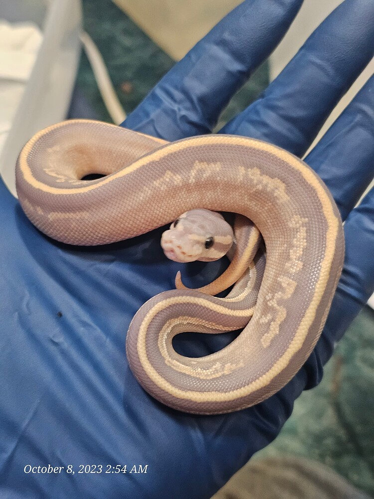 Shocked to have hatched truly purple snakes! - Ball Pythons ...