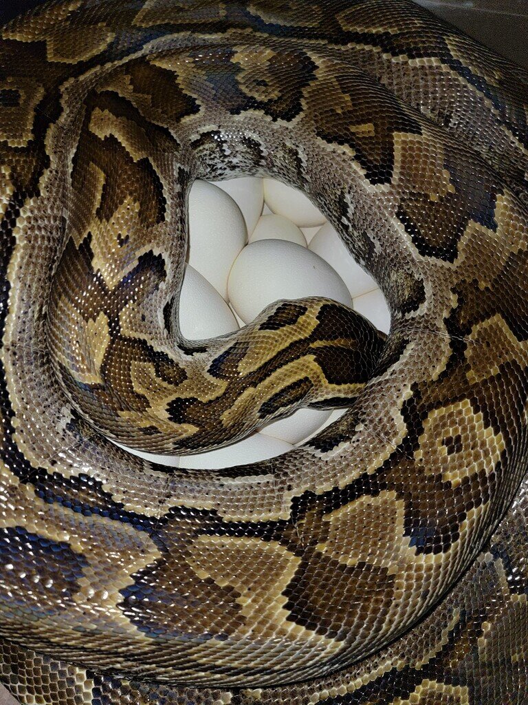 African Rock Python eggs laid! - Other Pythons - MorphMarket Reptile ...