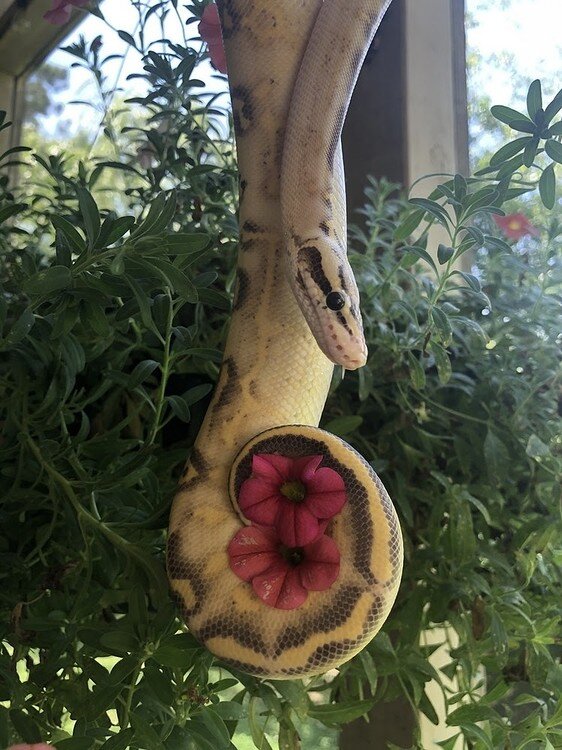 Ball Python & Reptile of The Year 👑 - 2020 - Voting Poll - Contests ...