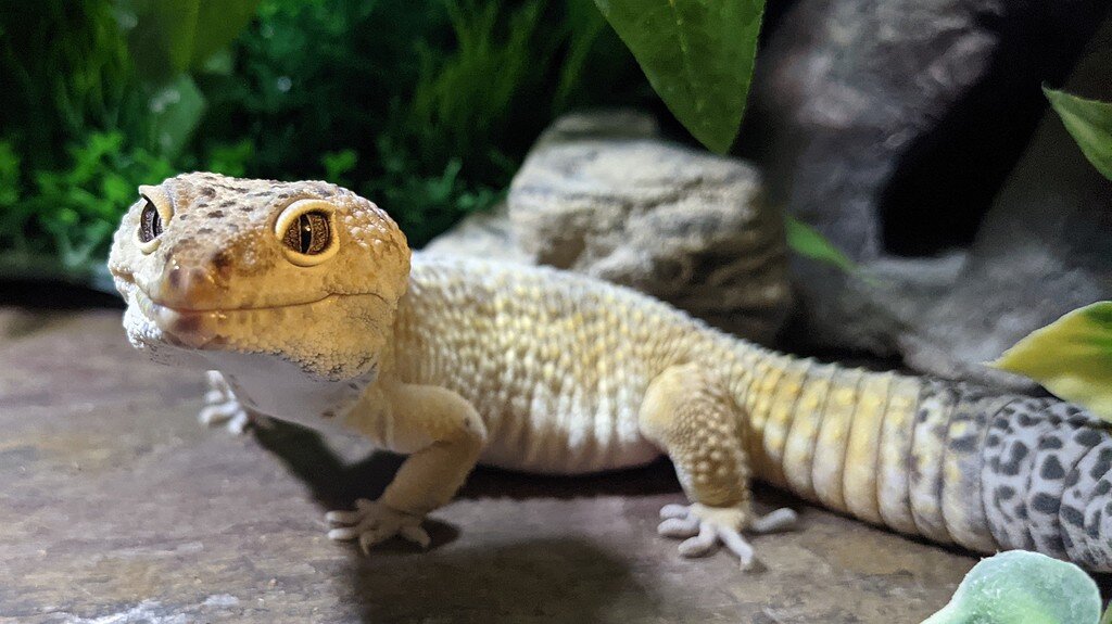 The Leopard Gecko Gang - Leopard Geckos - MorphMarket Reptile Community