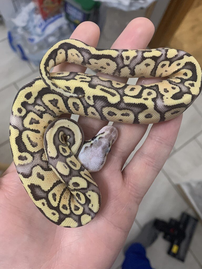 superfly ball python morph