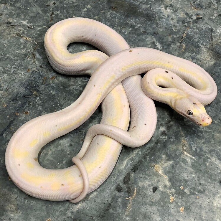 Dwarf Cow retics? - Reticulated Pythons - MorphMarket Reptile Community