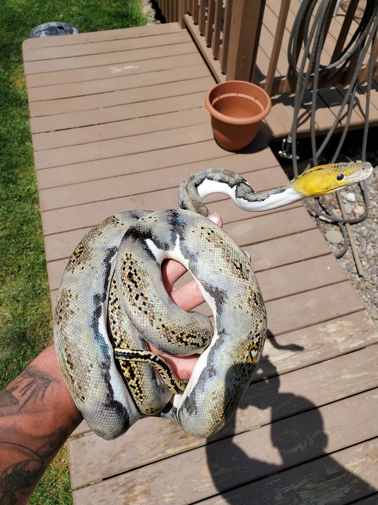 The retics of my collection! - Reticulated Pythons - MorphMarket ...