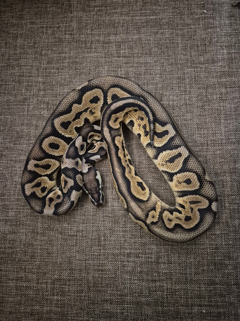 Exolbb morph - Ball Pythons - MorphMarket Reptile Community