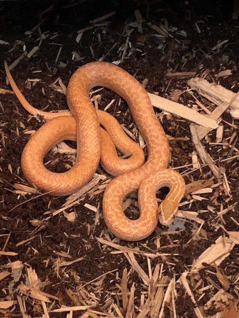 Kzn Red albino house snakes - Other Colubrids - MorphMarket Reptile ...