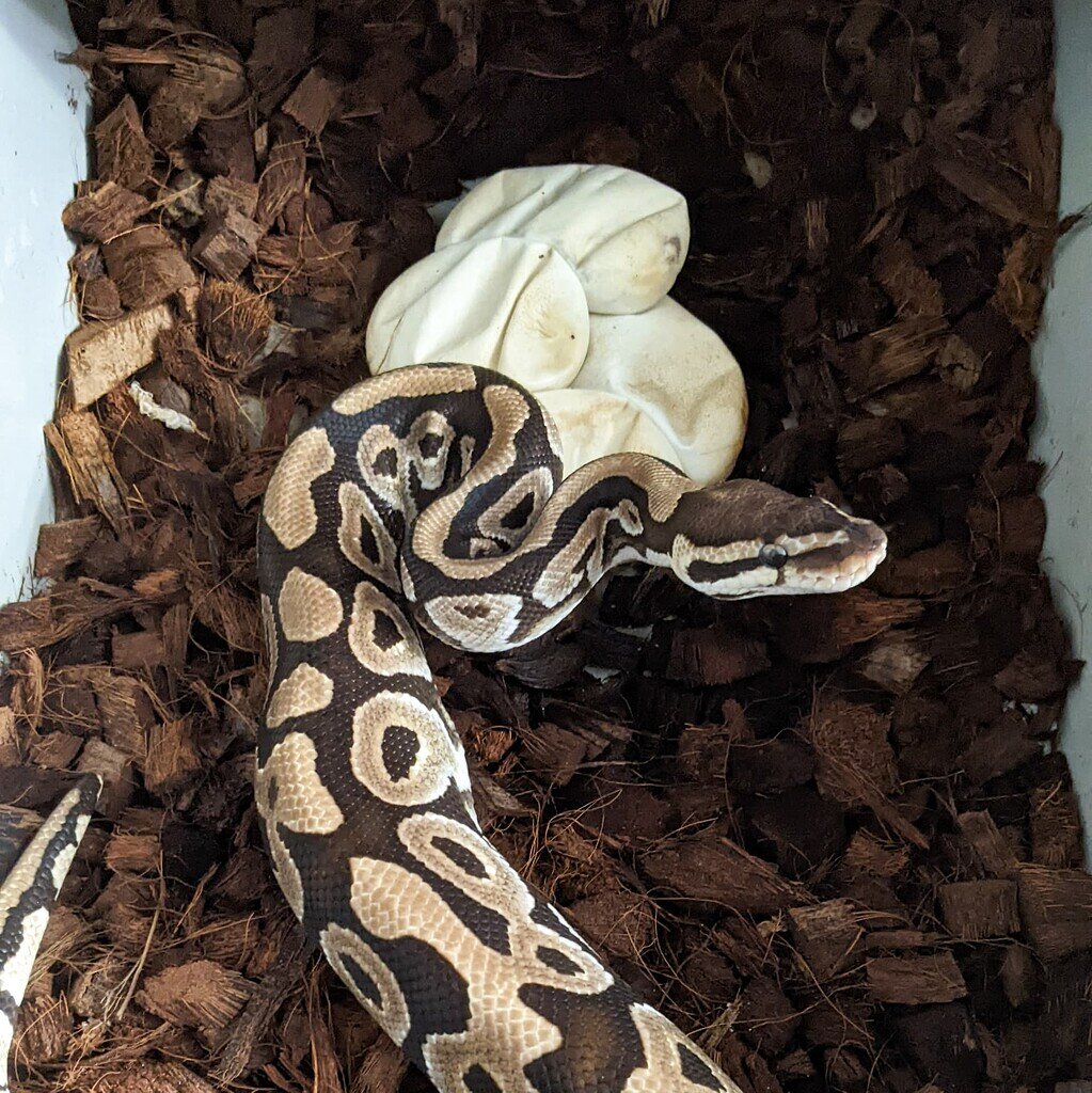 Maternal Incubation (Day 60) - Ball Pythons - MorphMarket Reptile Community