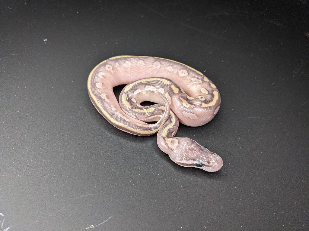 Pink and purple - Ball Pythons - MorphMarket Reptile Community