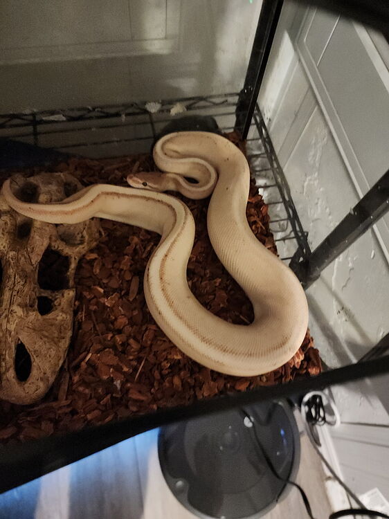 Identify Ball Python Morph? - Ball Pythons - MorphMarket Reptile Community