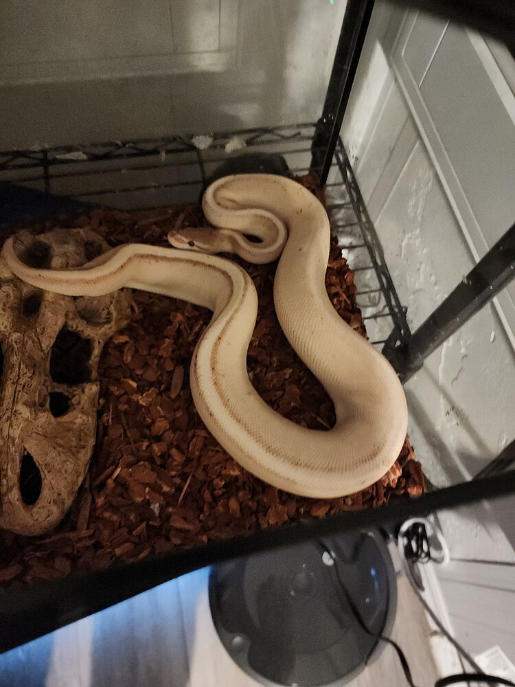 Identify Ball Python Morph? - Ball Pythons - MorphMarket Reptile Community