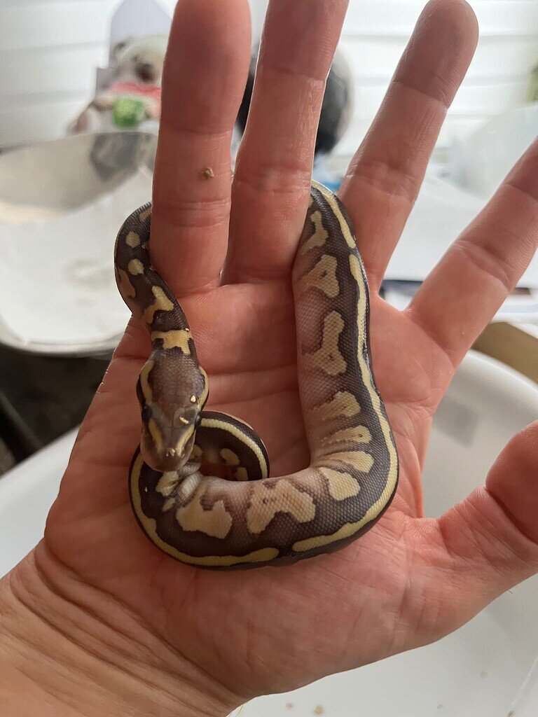 Ball python what morph is this? - Ball Pythons - MorphMarket Reptile ...