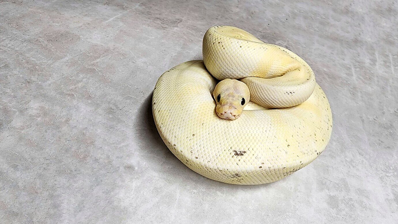 New Ball python morph identification - Ball Pythons - MorphMarket ...