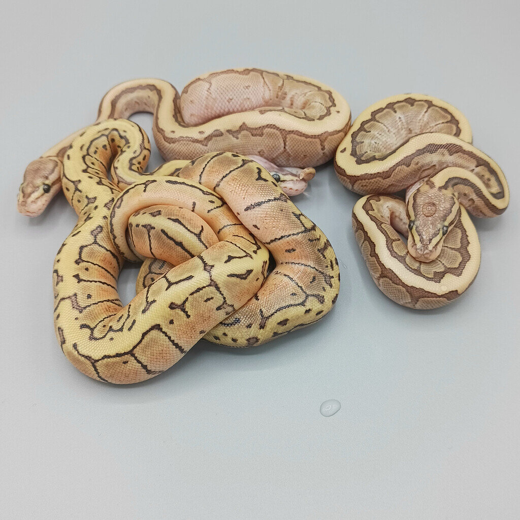 Od lemonblast X lesser harlequin? - Ball Pythons - MorphMarket Reptile ...
