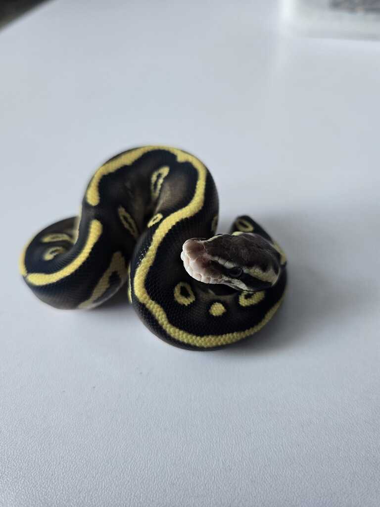 Help identifying dark ball python morph - Ball Pythons - MorphMarket ...