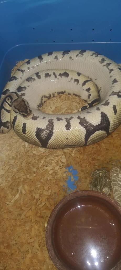 Overprice or nah? - Ball Pythons - MorphMarket Reptile Community
