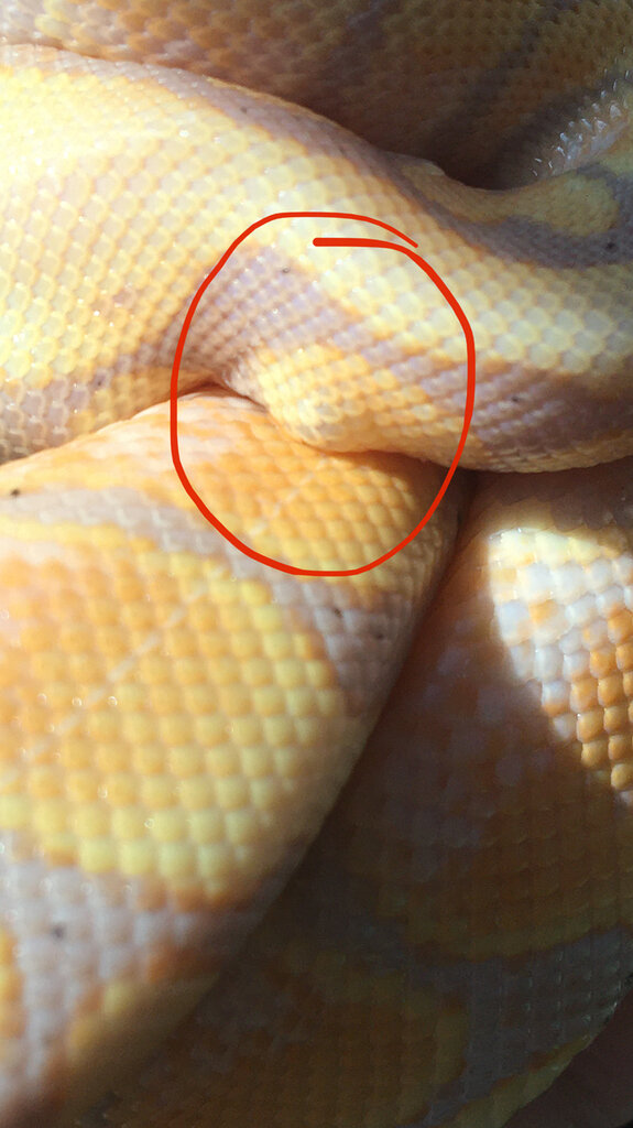 Help needed from Ball Python experts - Ball Pythons - MorphMarket ...