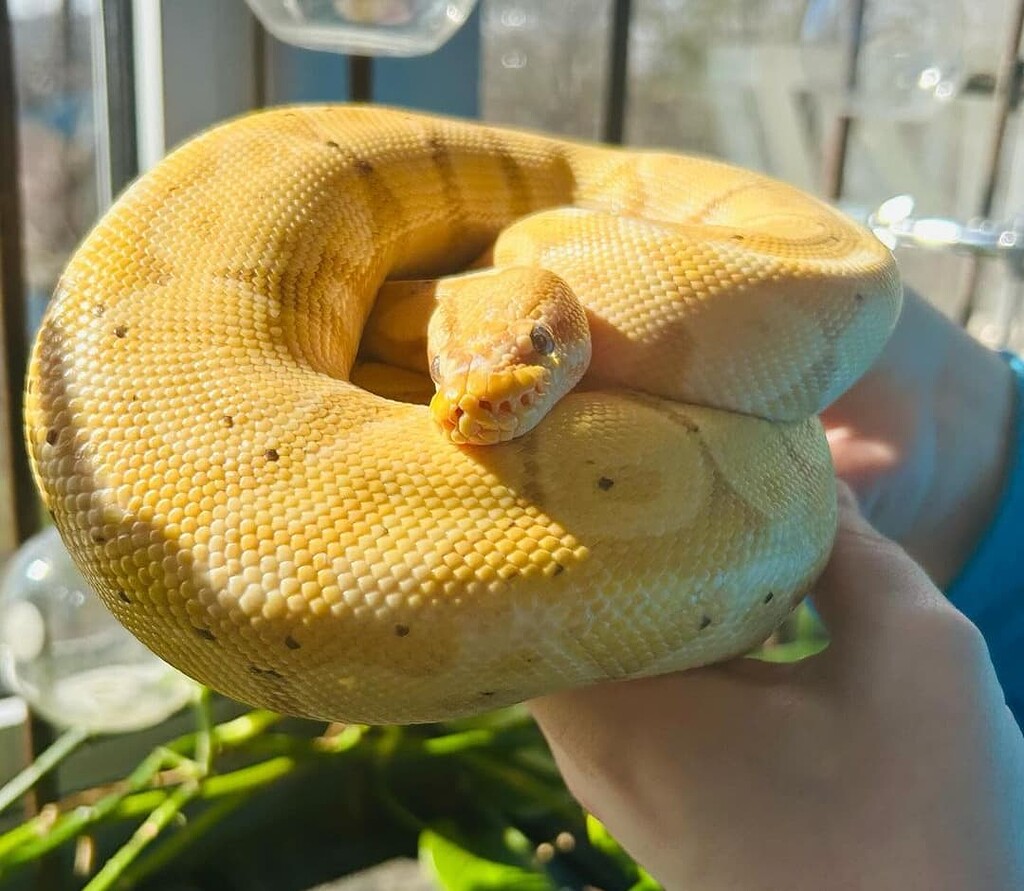 Help identifying some ball pythons? - Ball Pythons - MorphMarket ...