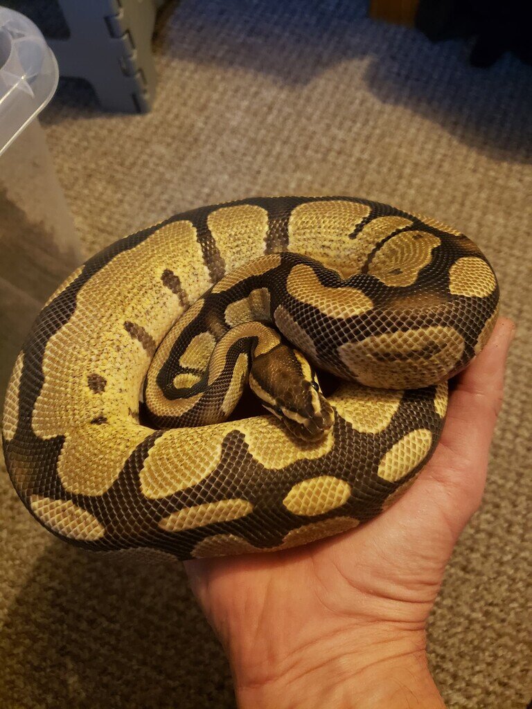 Royal/ball python araza morpf - Ball Pythons - MorphMarket Reptile ...