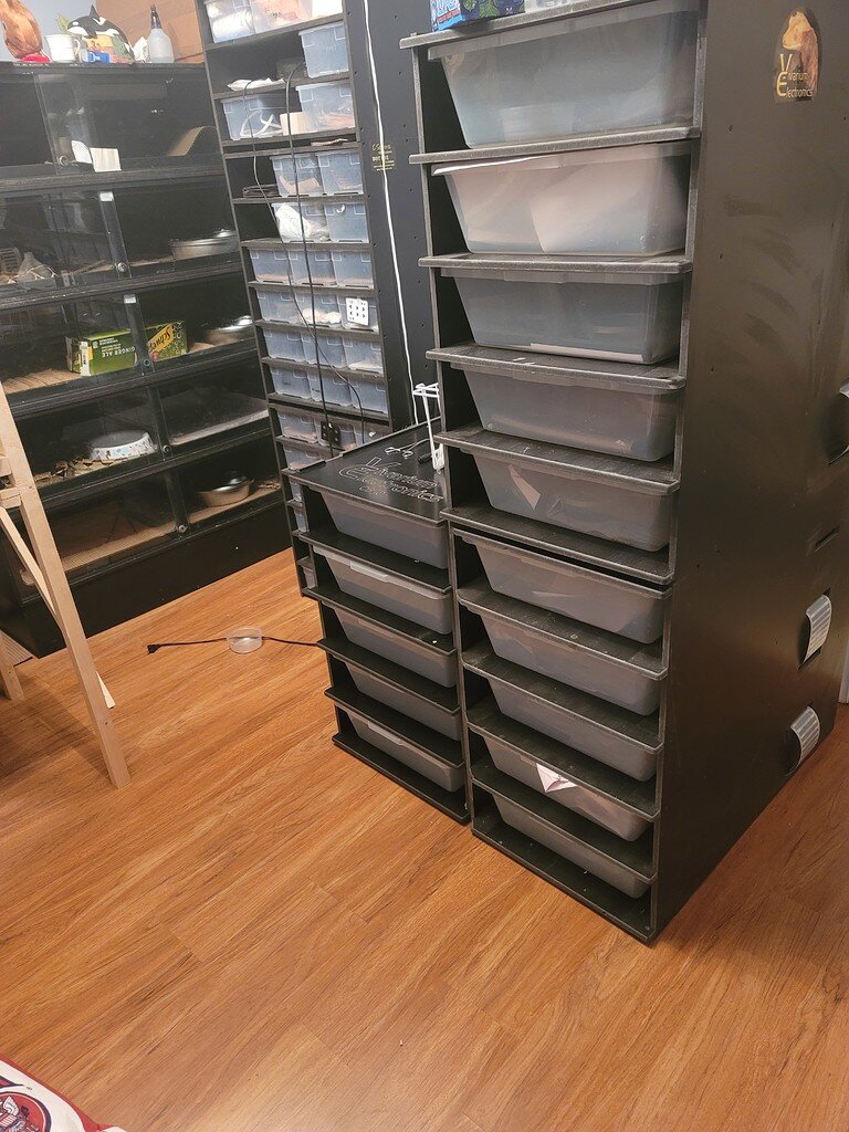 New rack for the Juvie boas - Boa Constrictors - MorphMarket Reptile ...