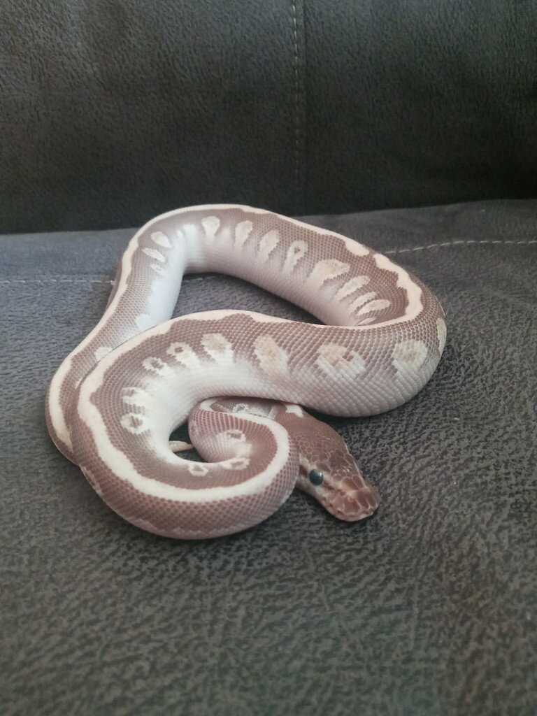 Breed? Was gifted to me not sure of morph - Ball Pythons - MorphMarket ...