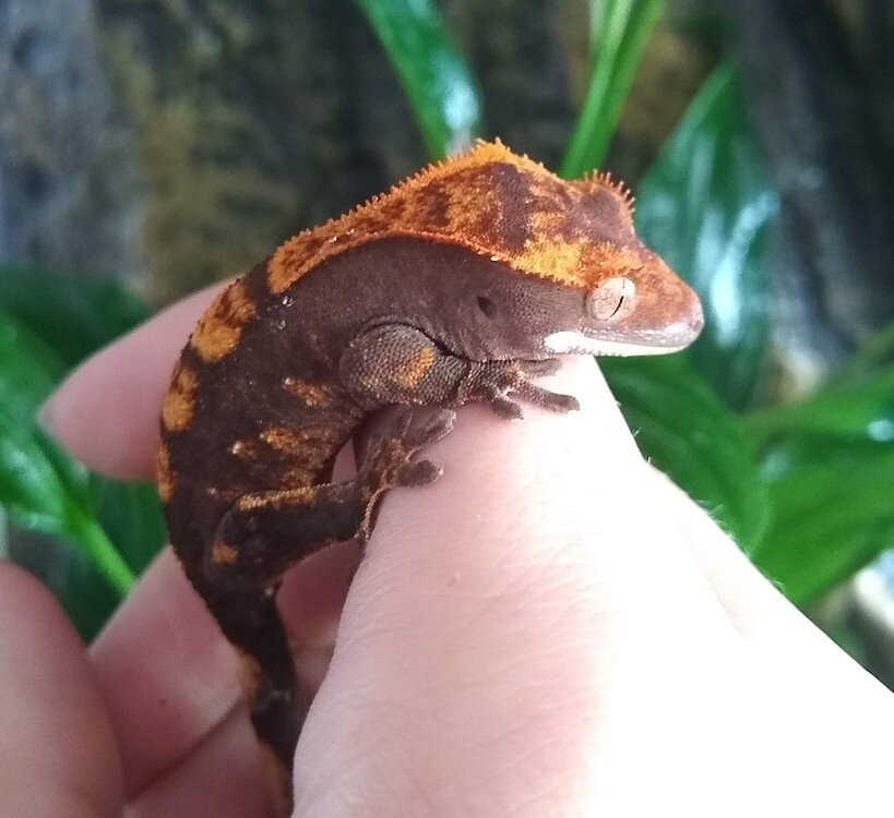 Crested Gecko Morph / Trait Guide - Crested Geckos - MorphMarket ...
