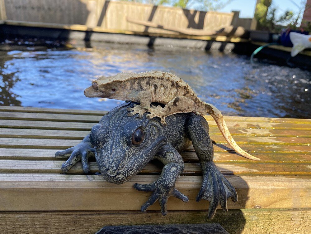 Crested Gecko Morph / Trait Guide - Crested Geckos - MorphMarket ...