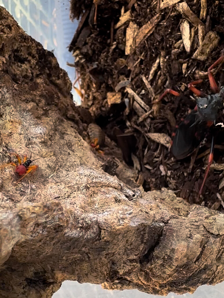 Well that didn’t take long - Invertebrates - MorphMarket Reptile Community