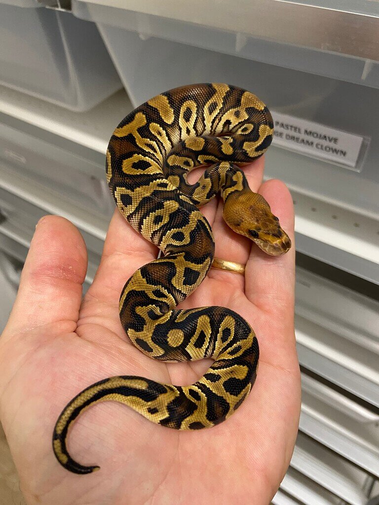 Cypress Clow - Ball Pythons - MorphMarket Reptile Community